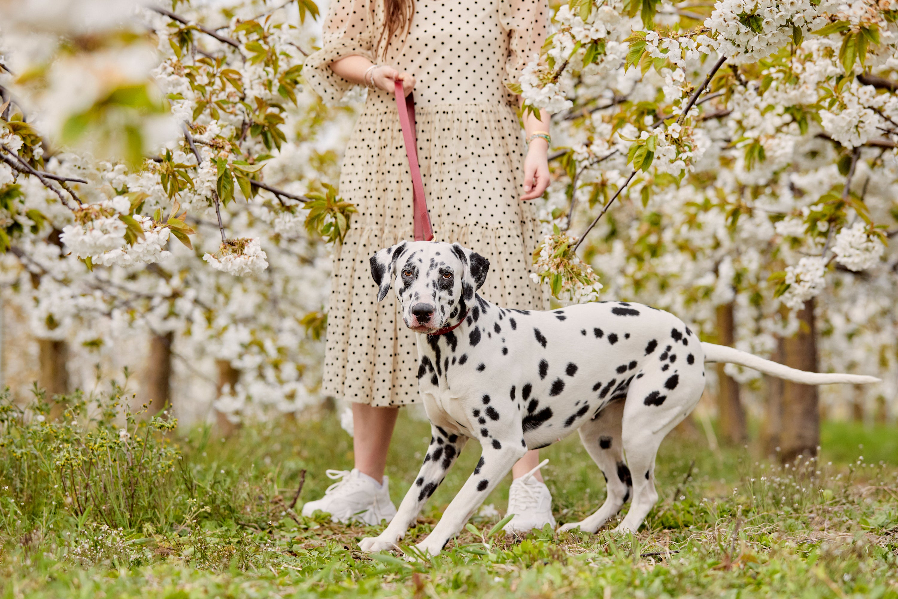 Stylish Dog Accessories Made in the UK | The Stately Hound