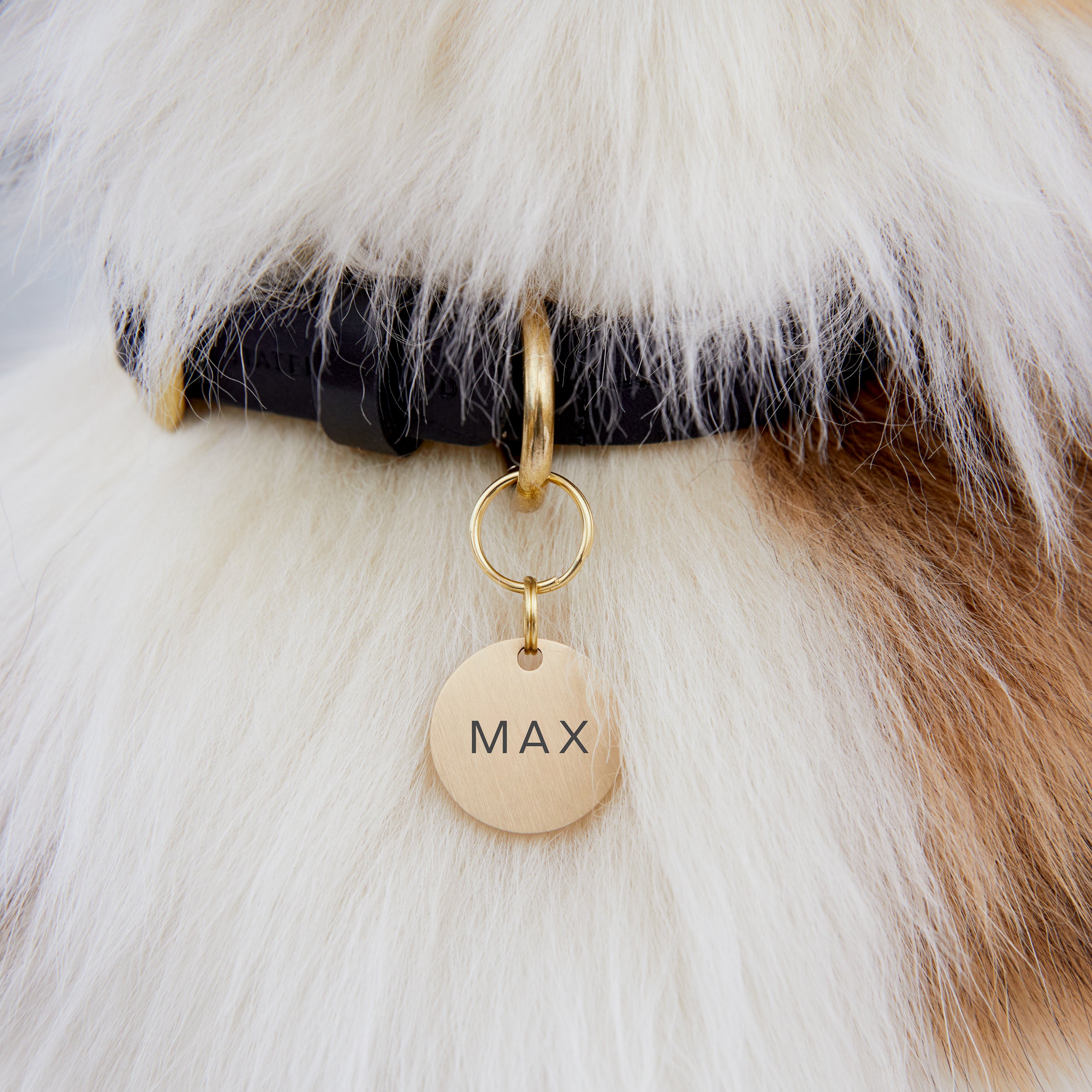 The Ultimate Guide to Choosing the Perfect Dog Collar – The Stately Hound